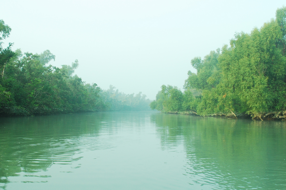 Sundarban , BANGLADESH | Green Wallpaper
